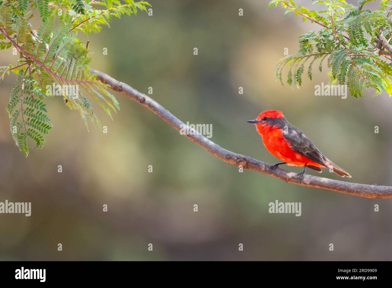 Small red bird known as "prince" Pyrocephalus rubinus perched on dry ...