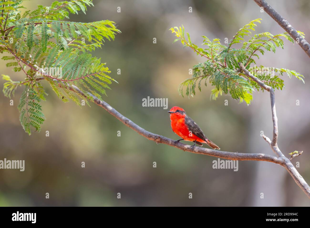 Small red bird known as "prince" Pyrocephalus rubinus perched on dry ...