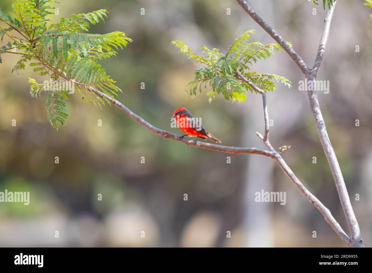 Small red bird known as "prince" Pyrocephalus rubinus perched on dry ...