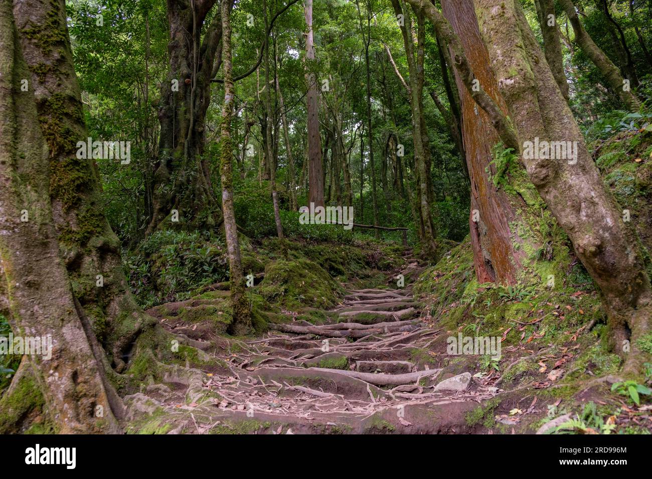 Hiking trail in the forest of Lake of Congro "Lagoa do Congro" in the ...
