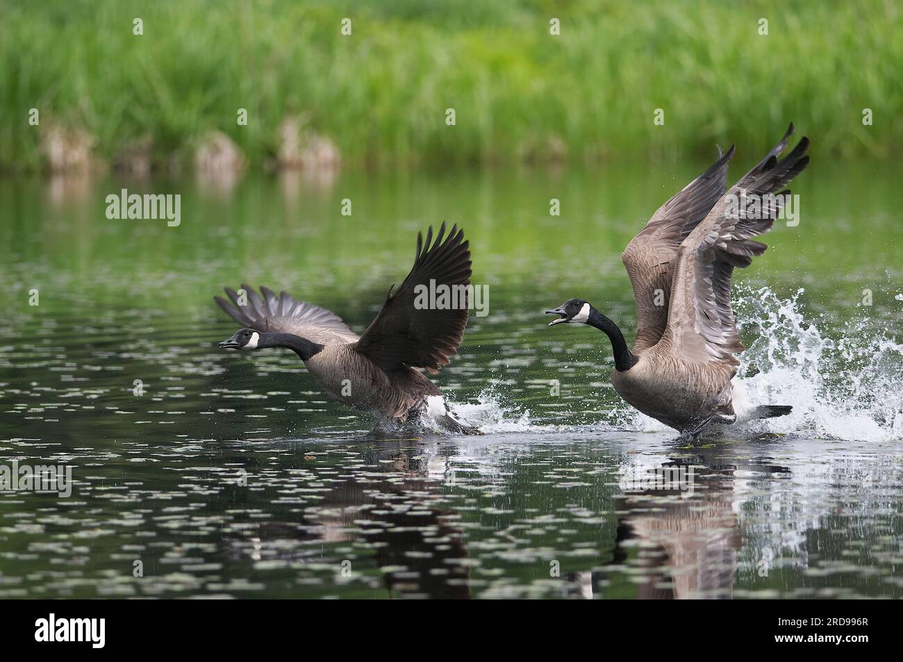 A pair of Canada geese (Branta canadensis) running on water as they ...