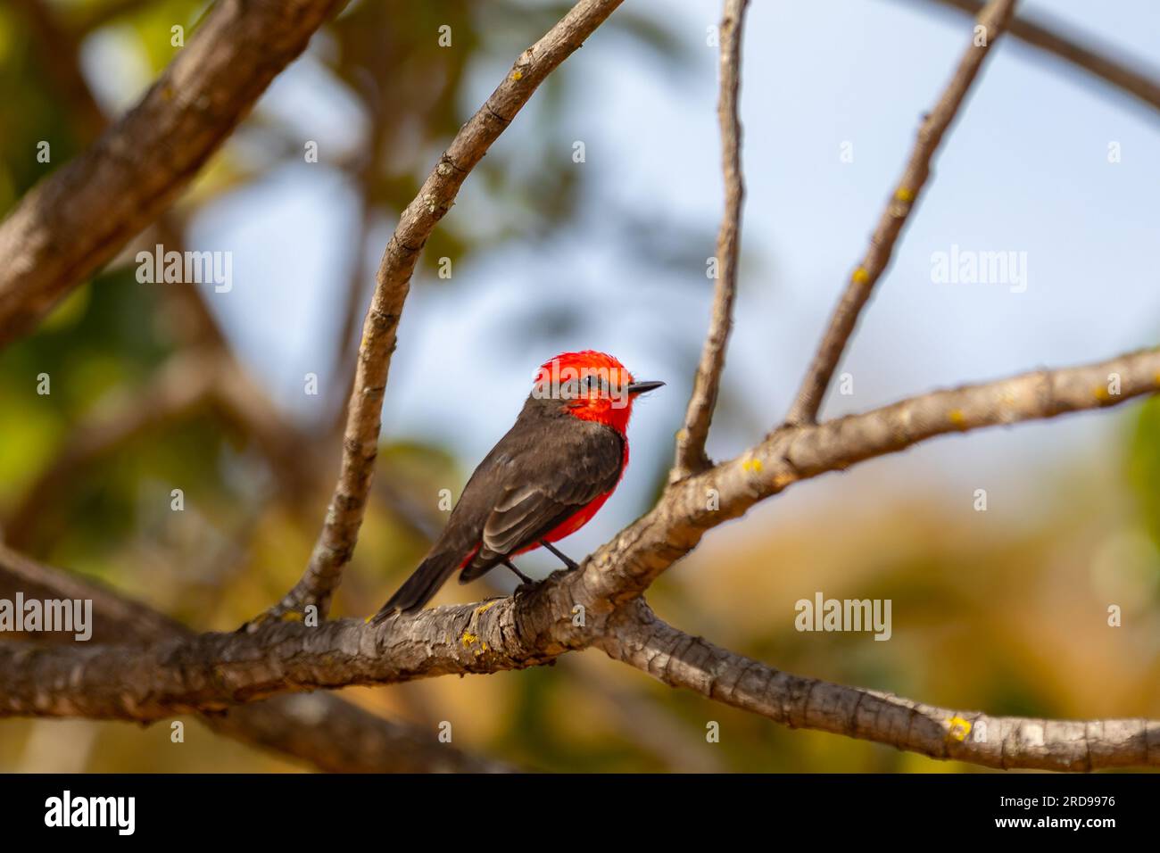 Small red bird known as "prince" Pyrocephalus rubinus perched on dry ...