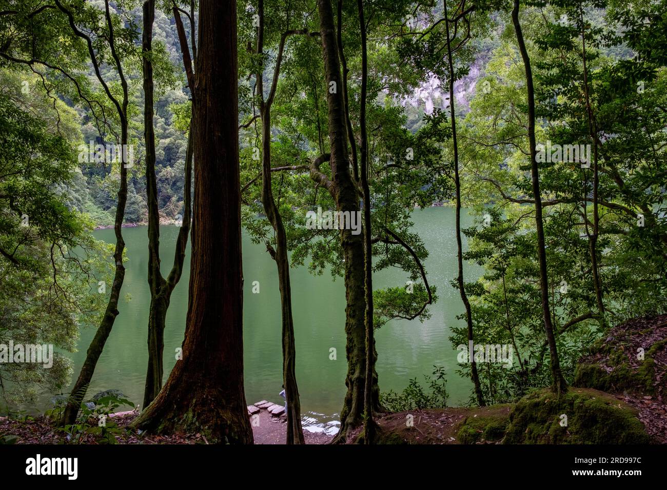 Scenic view of big trees and lake Congro Lake "Lagoa do Congro" in the ...