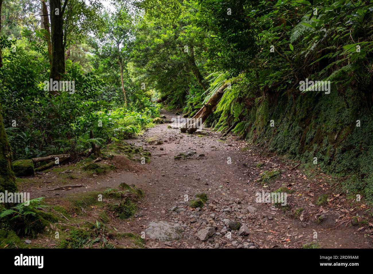 Hiking trail in the forest of Lake of Congro "Lagoa do Congro" in the ...