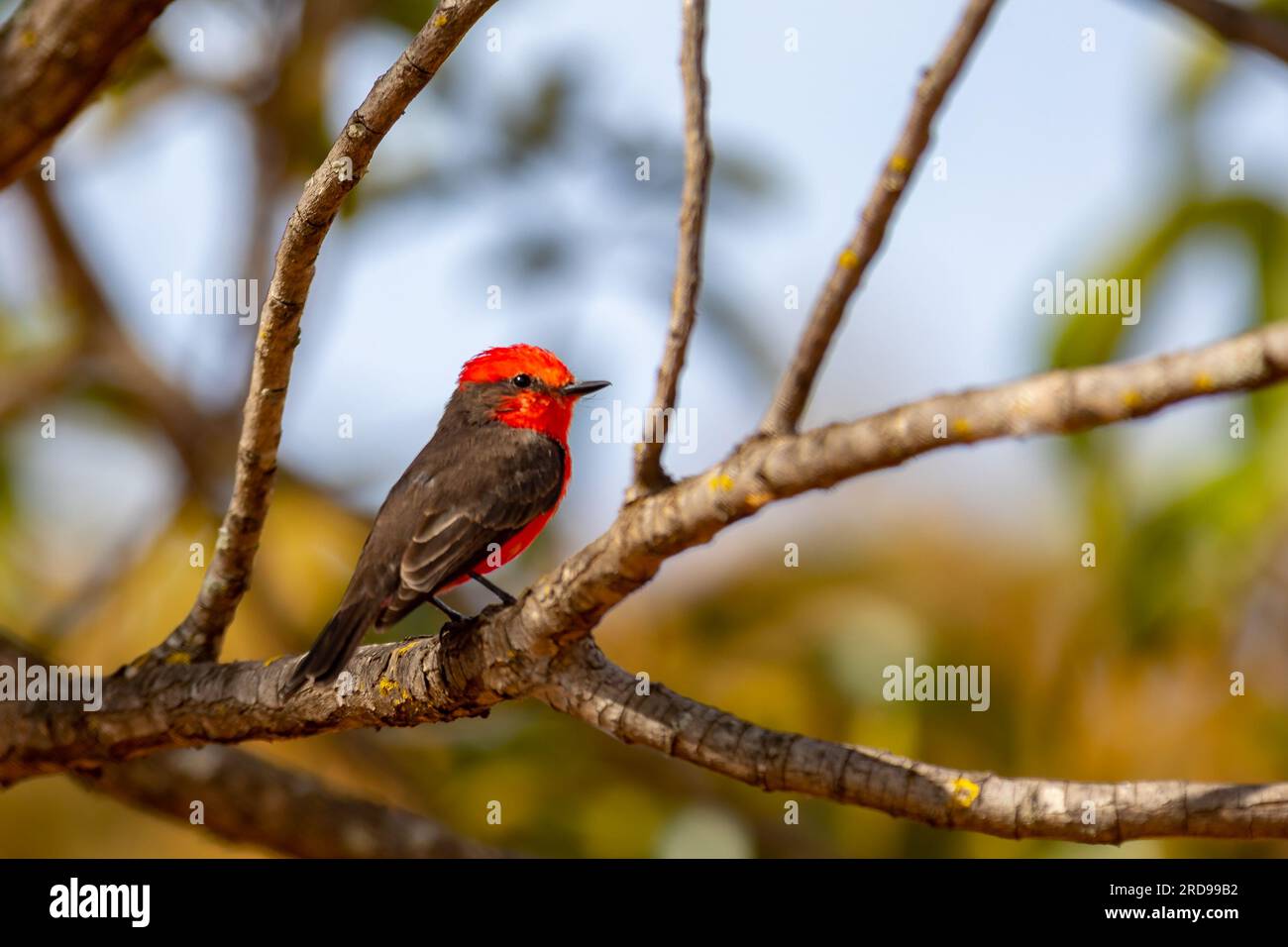 Small red bird known as "prince" Pyrocephalus rubinus perched on dry ...