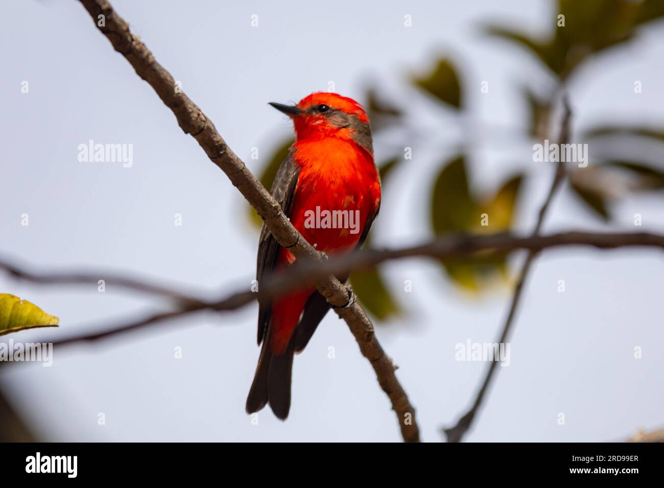 Small red bird known as "prince" Pyrocephalus rubinus perched on dry ...