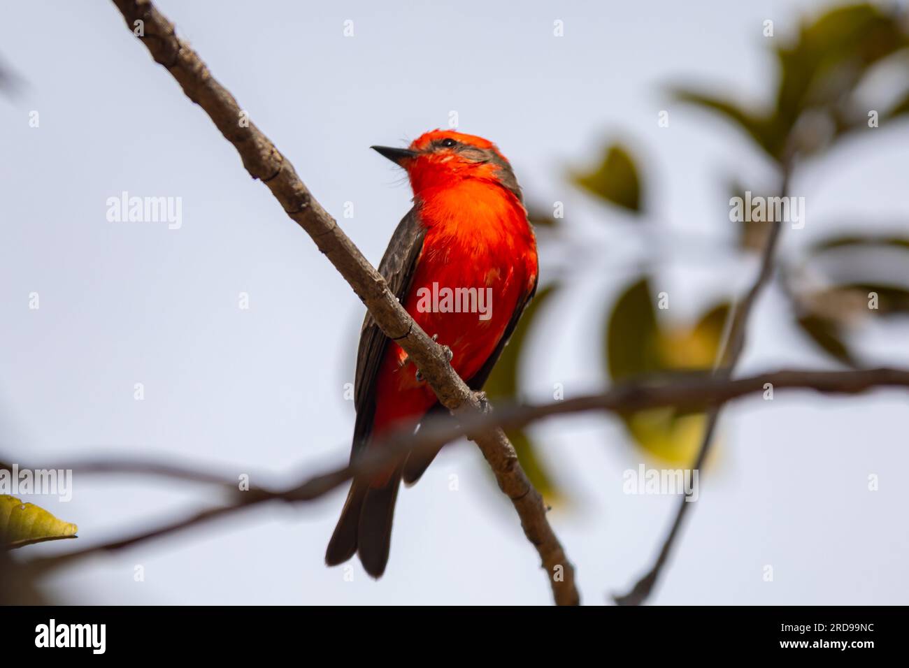 Small red bird known as "prince" Pyrocephalus rubinus perched on dry ...