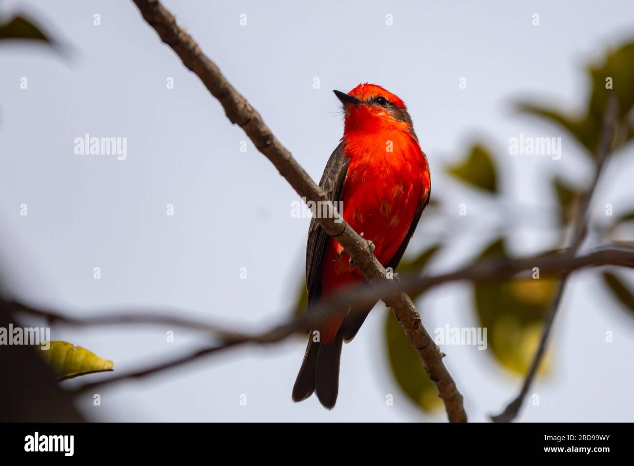 Small red bird known as "prince" Pyrocephalus rubinus perched on dry ...