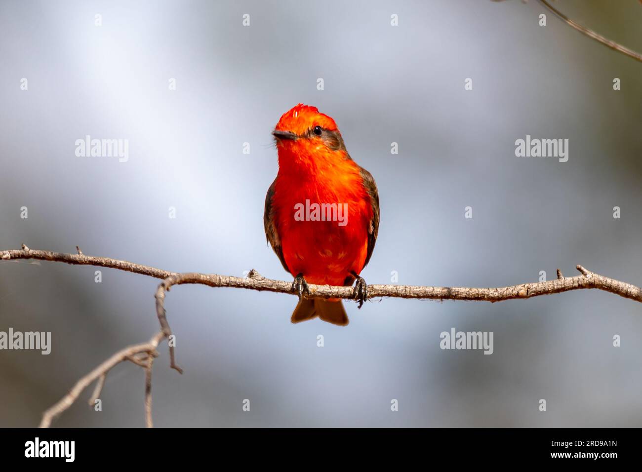 Small red bird known as "prince" Pyrocephalus rubinus perched on dry ...