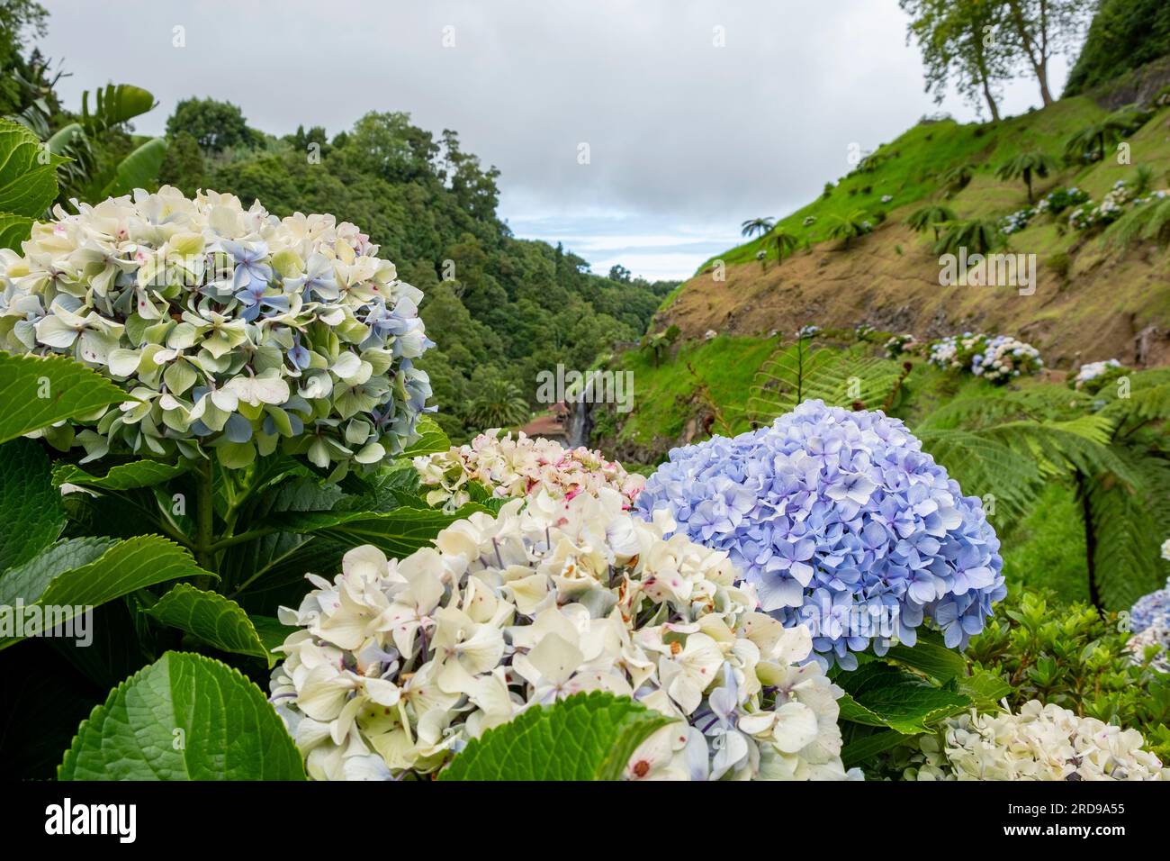 Beautiful Hydrangeas flowers in the Botanical Garden of Ribeira do ...