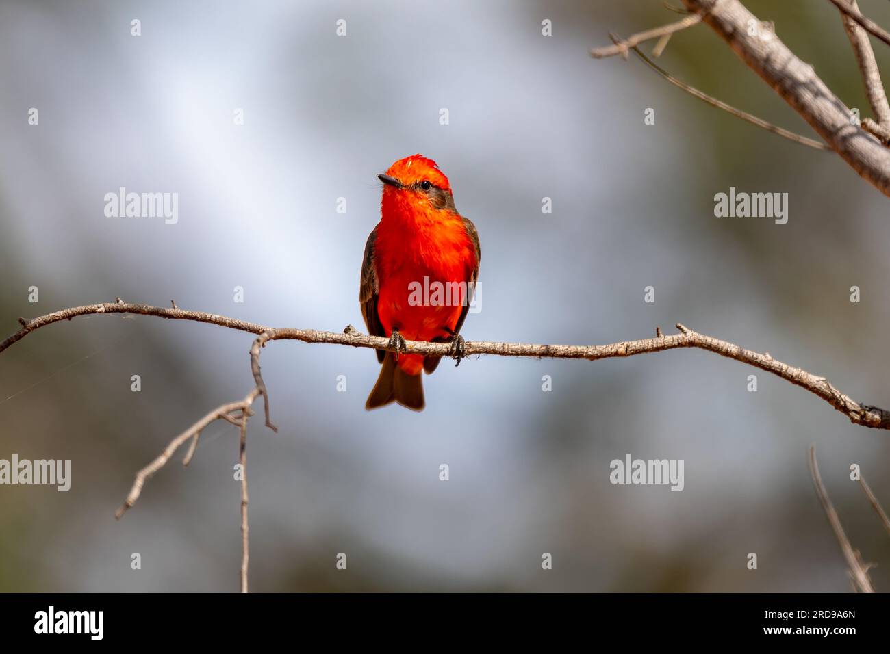 Small red bird known as "prince" Pyrocephalus rubinus perched on dry ...