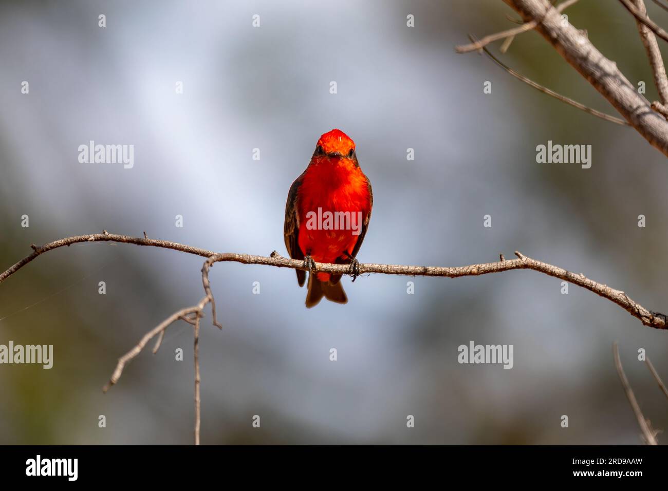 Small red bird known as "prince" Pyrocephalus rubinus perched on dry ...