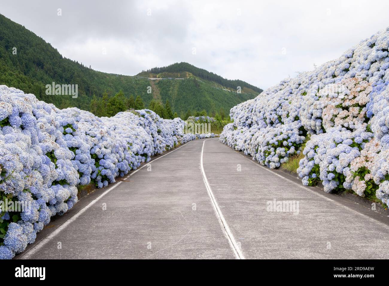 Blue hydrangea blooming along the road in Sete Cidades on the island of ...