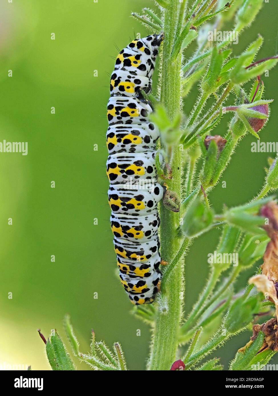 contrasting yellow black white of distinct Caterpillar larva of Mullein ...