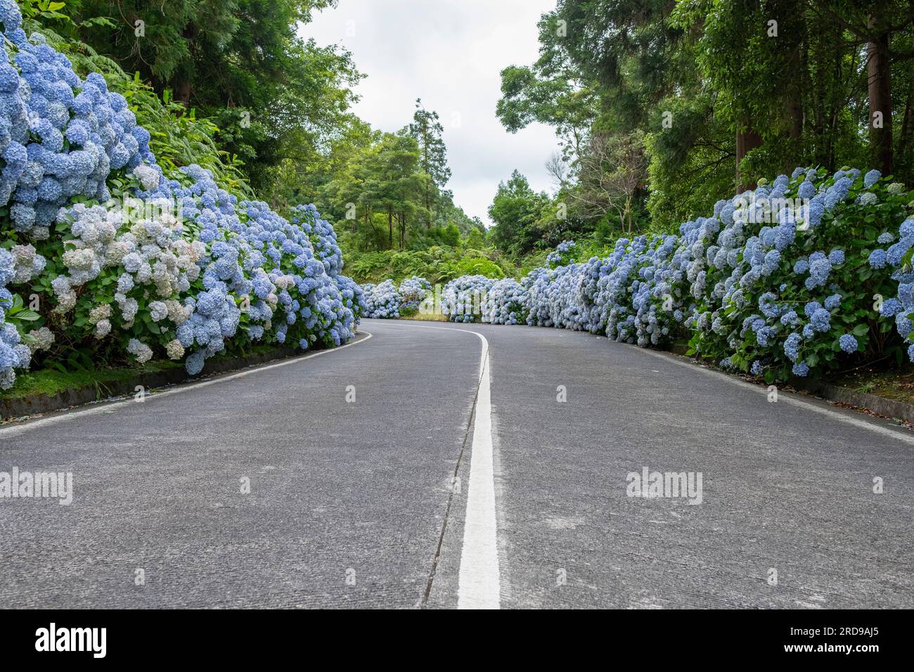 Blue hydrangea blooming along the road in Sete Cidades on the island of ...