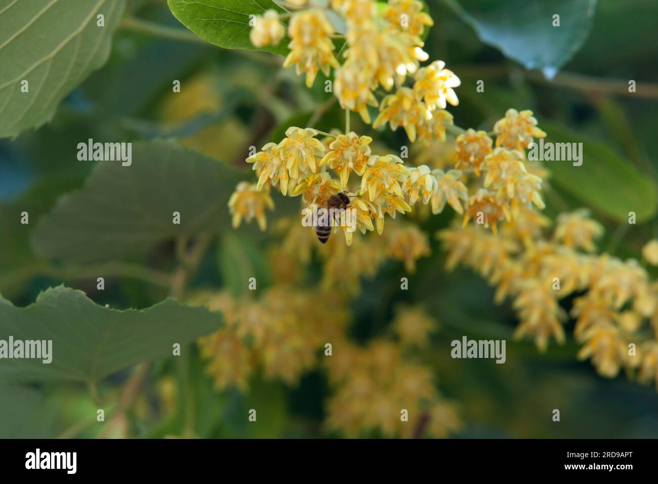 Honey bee pollinates a linden tree in blossom. Production of honey and ...