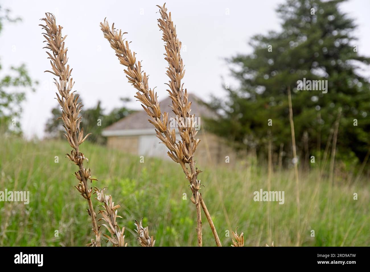 Dried stalks of hay stand before limestone ice house at Spring Hill ...