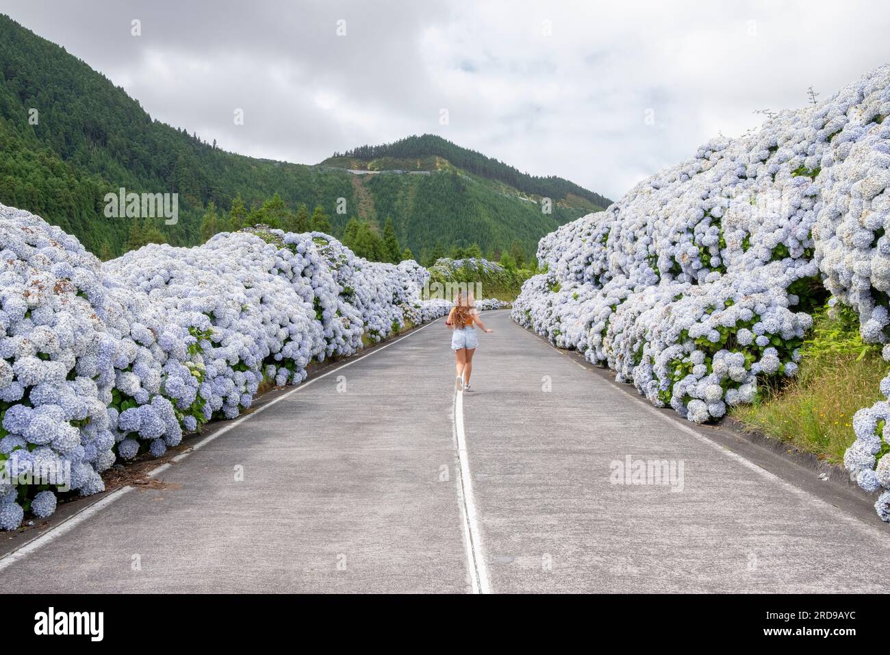 Azores, Young woman jumping happy in the middle of road with blue hydrangea at the roadside in ...