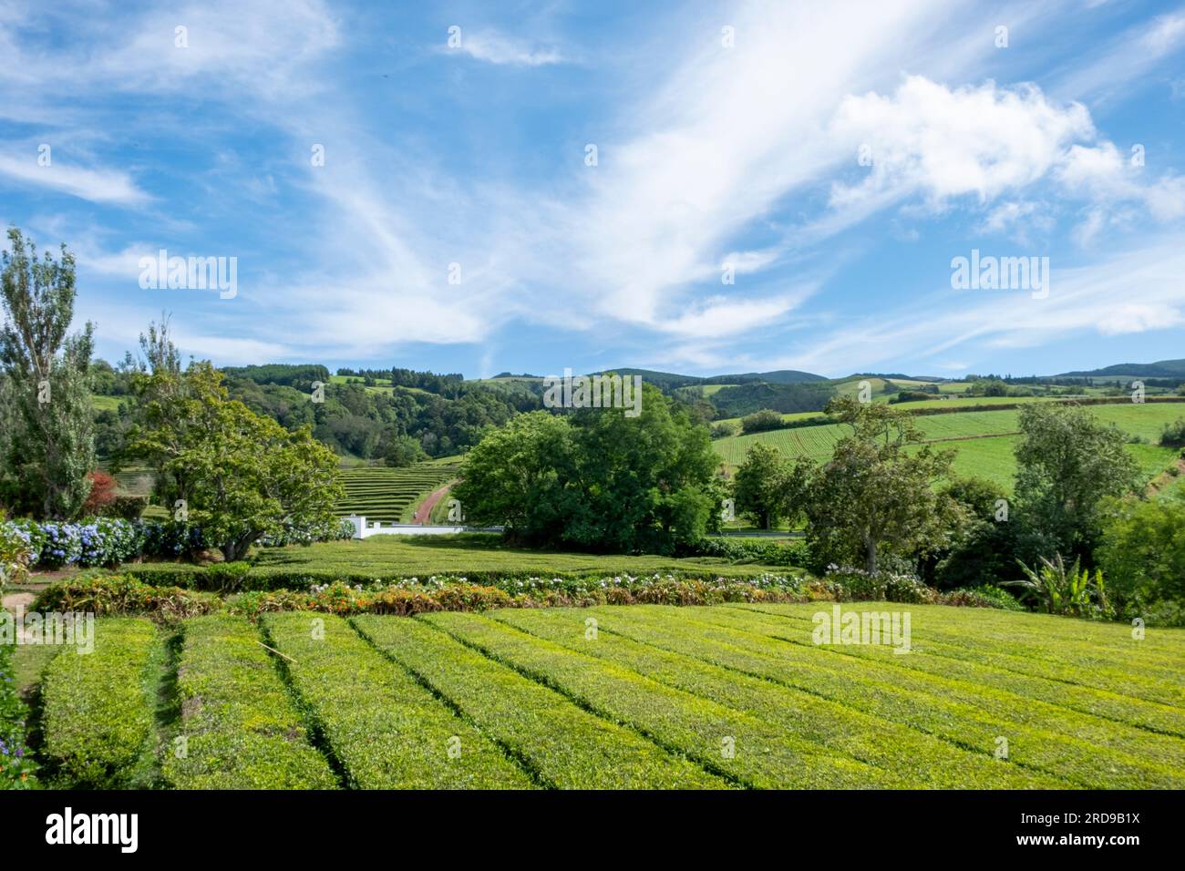 Green tea fields of Gorreana Tea Plantation. Sao Miguel island, Azores ...