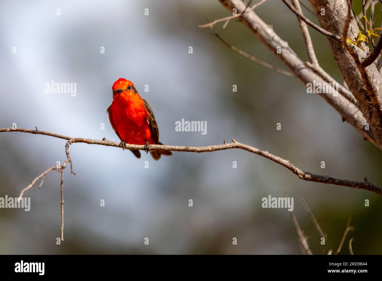 Small red bird known as "prince" Pyrocephalus rubinus perched on dry ...