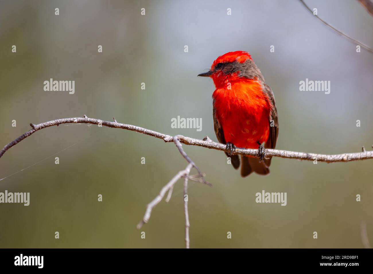 Small red bird known as "prince" Pyrocephalus rubinus perched on dry ...