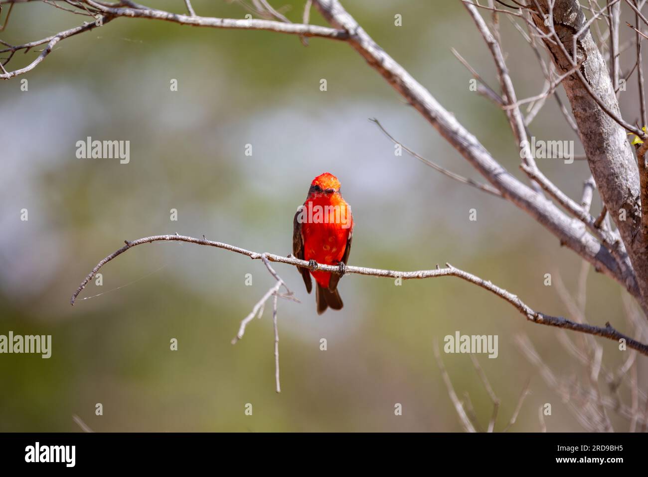 Small red bird known as "prince" Pyrocephalus rubinus perched on dry ...