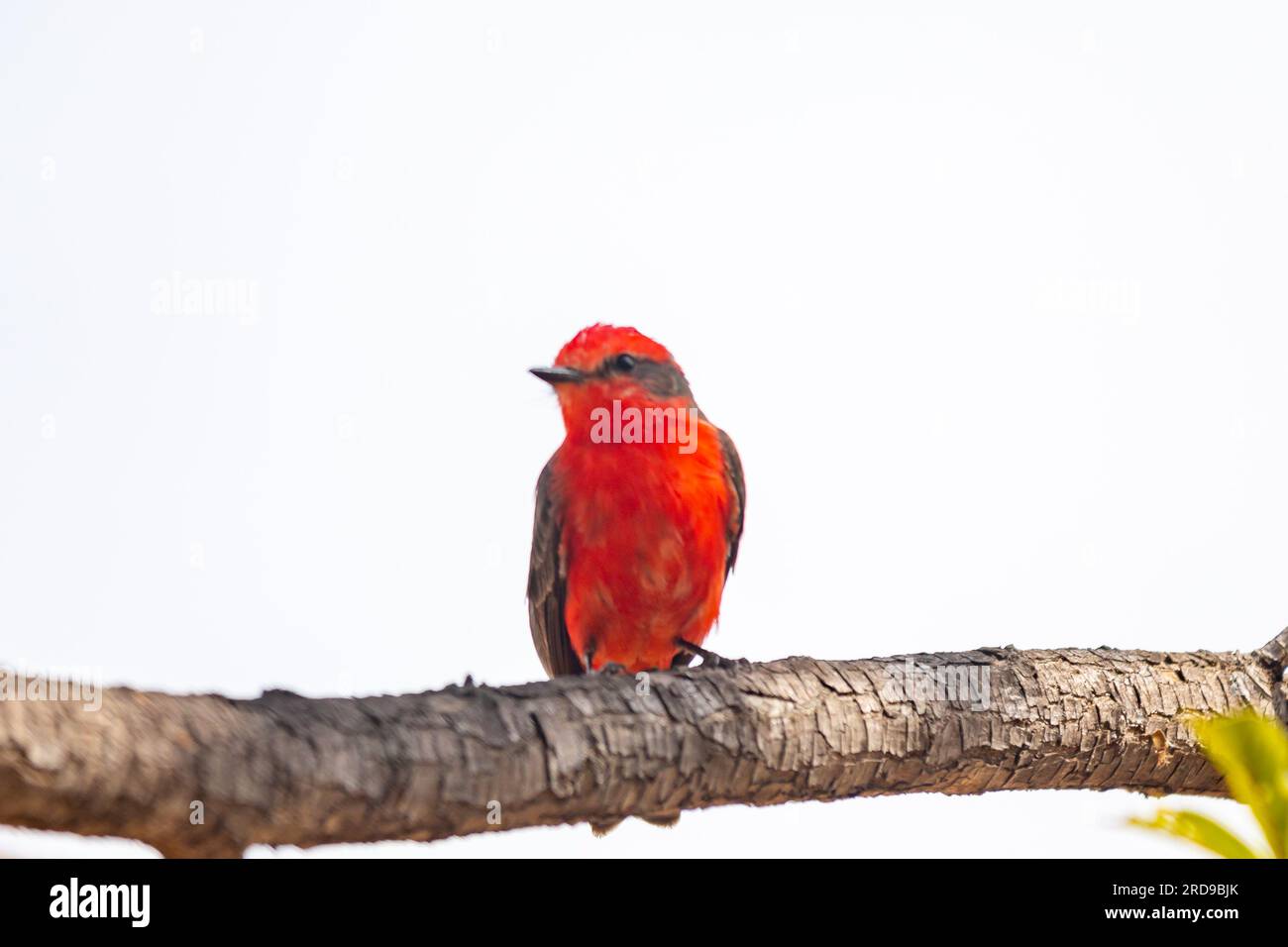 Small red bird known as "prince" Pyrocephalus rubinus perched on dry ...