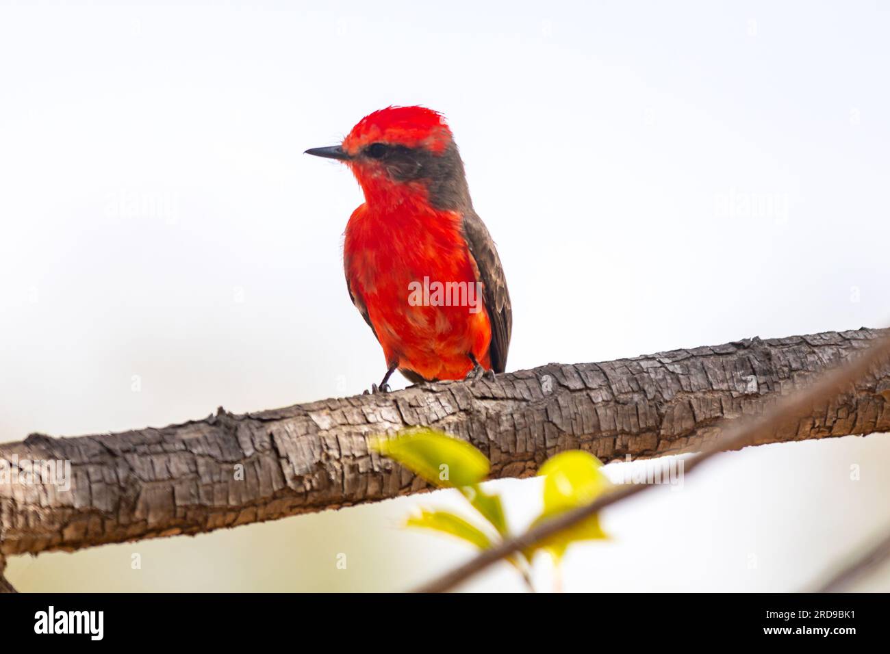 Small red bird known as "prince" Pyrocephalus rubinus perched on dry ...