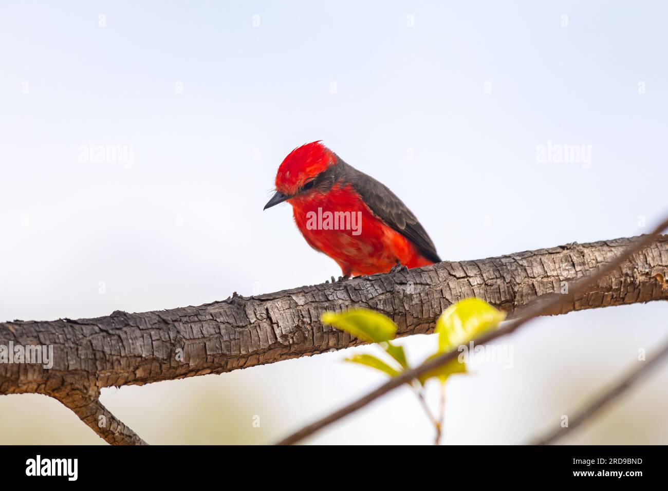 Small red bird known as "prince" Pyrocephalus rubinus perched on dry ...