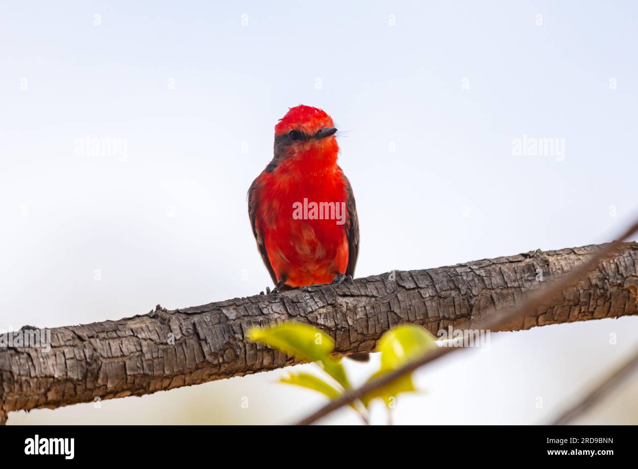Small red bird known as "prince" Pyrocephalus rubinus perched on dry ...