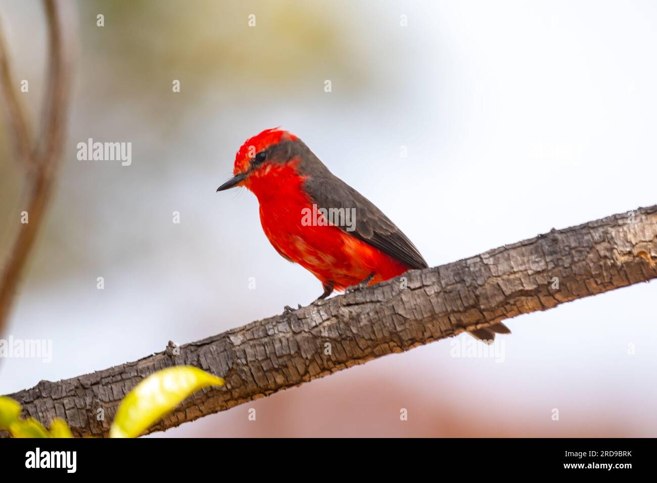Small red bird known as "prince" Pyrocephalus rubinus perched on dry ...