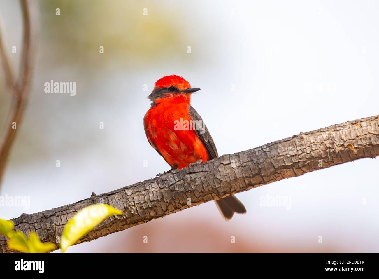 Small red bird known as "prince" Pyrocephalus rubinus perched on dry ...