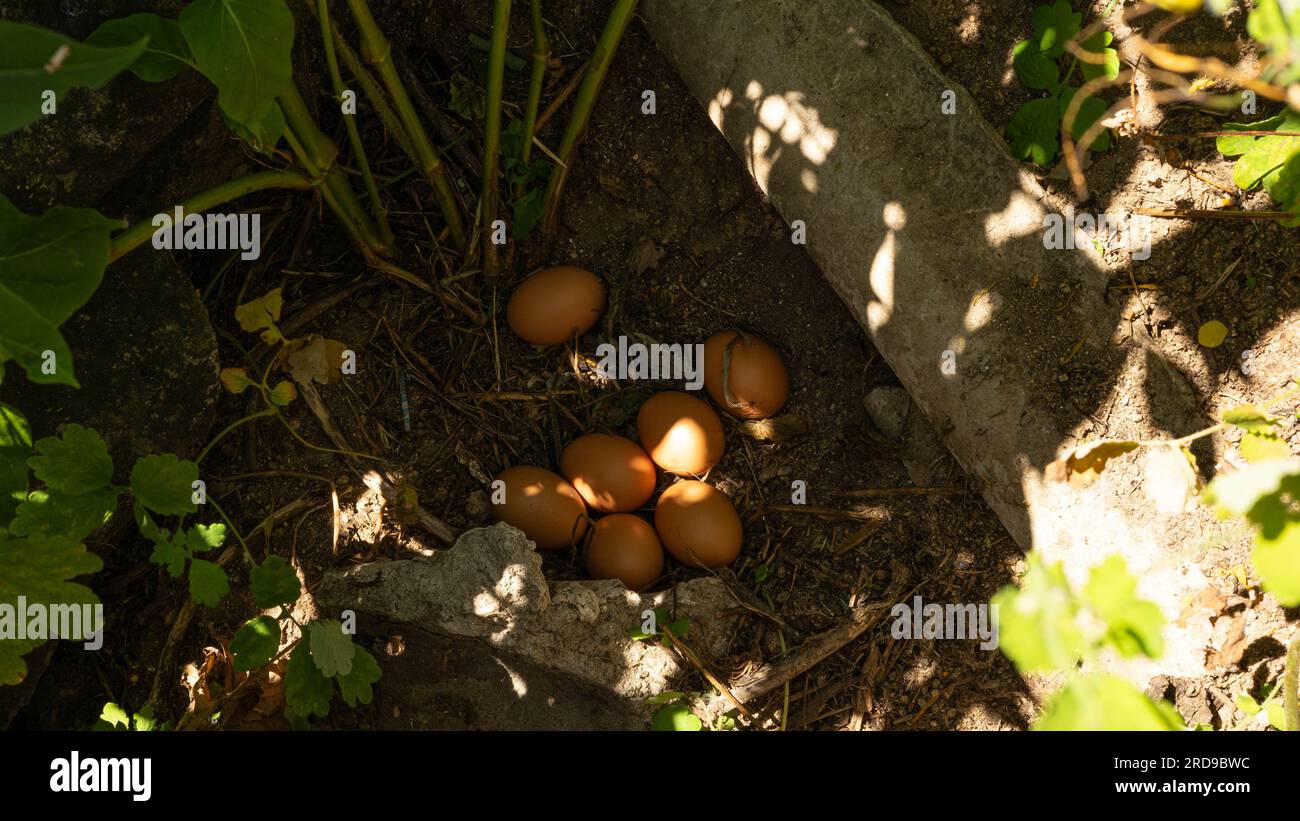 Baby chickens hatching hi-res stock photography and images - Alamy