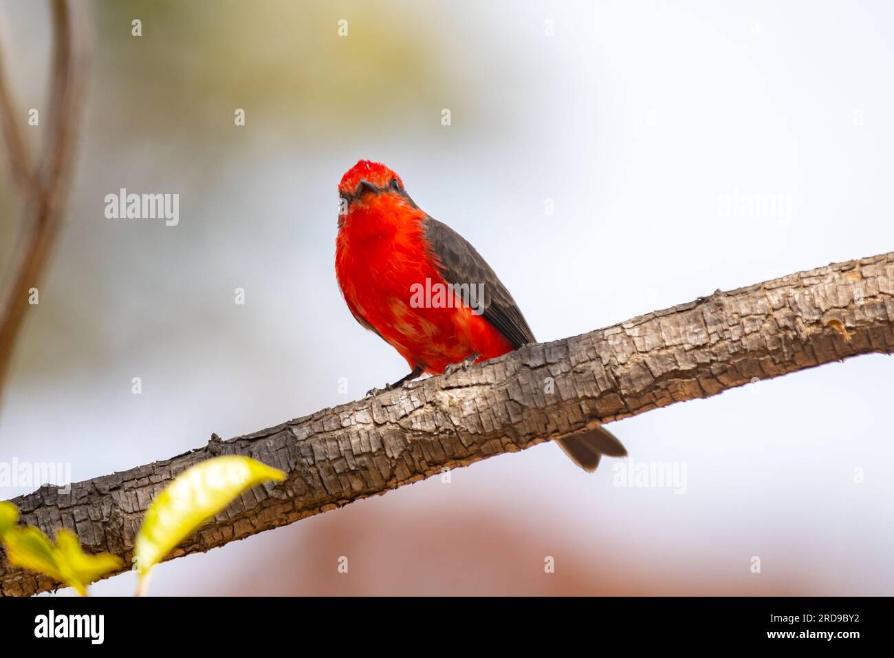 Small red bird known as "prince" Pyrocephalus rubinus perched on dry ...