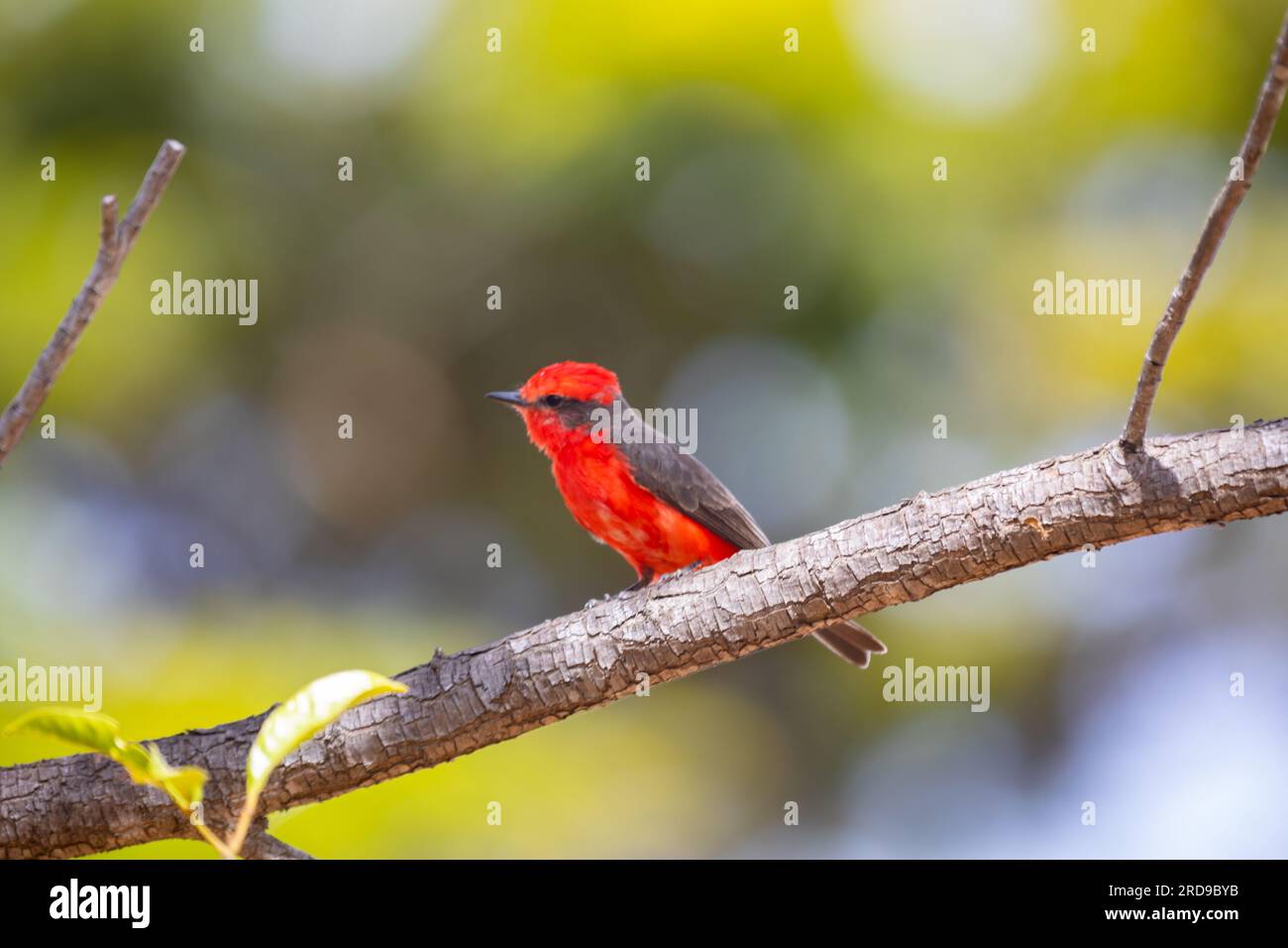 Small red bird known as "prince" Pyrocephalus rubinus perched on dry ...