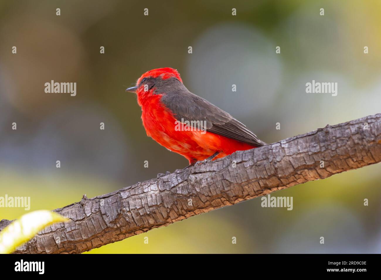 Small red bird known as "prince" Pyrocephalus rubinus perched on dry ...