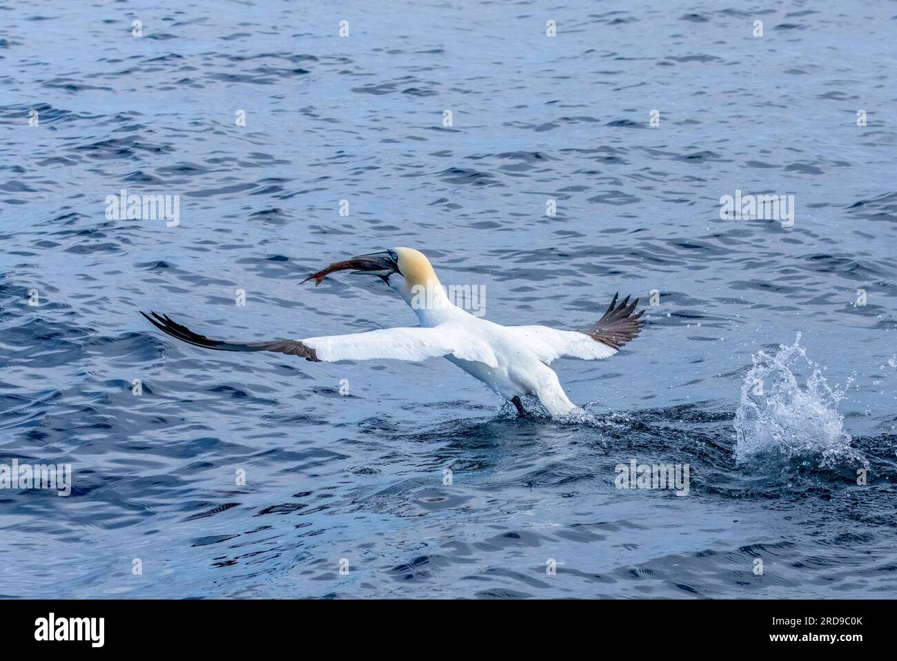 Great northern gannet bringing up a fish from a successful dive Stock ...