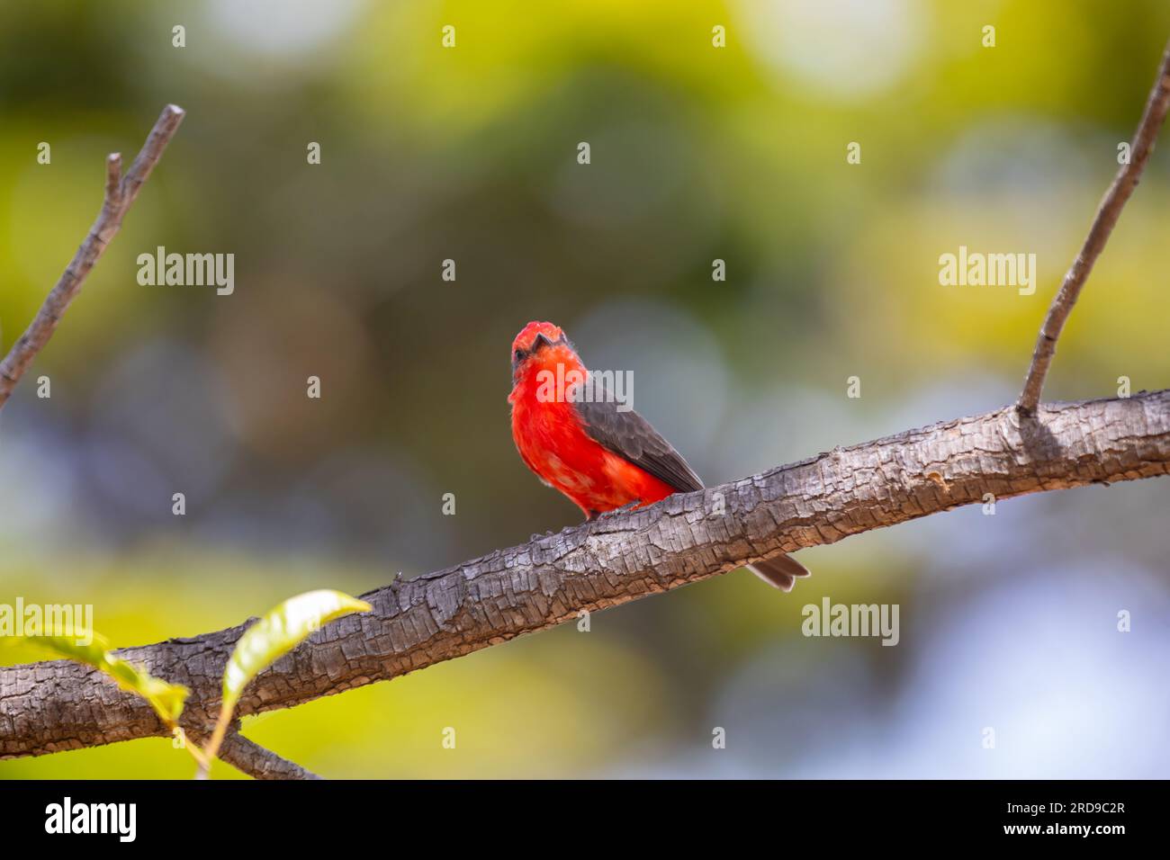 Small red bird known as "prince" Pyrocephalus rubinus perched on dry ...