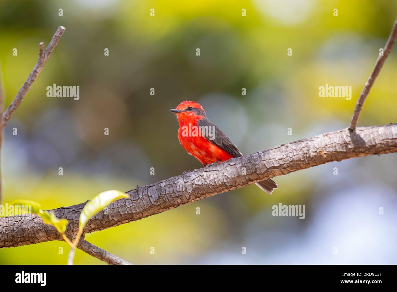 Small red bird known as "prince" Pyrocephalus rubinus perched on dry ...