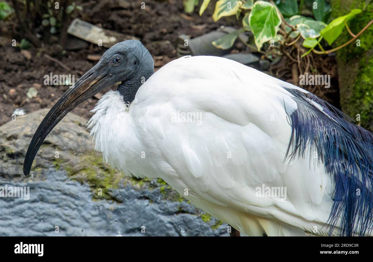 African Sacred Ibis, wading bird native to much of Africa Stock Photo ...