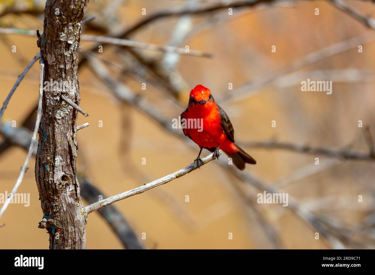Small red bird known as "prince" Pyrocephalus rubinus perched on dry ...