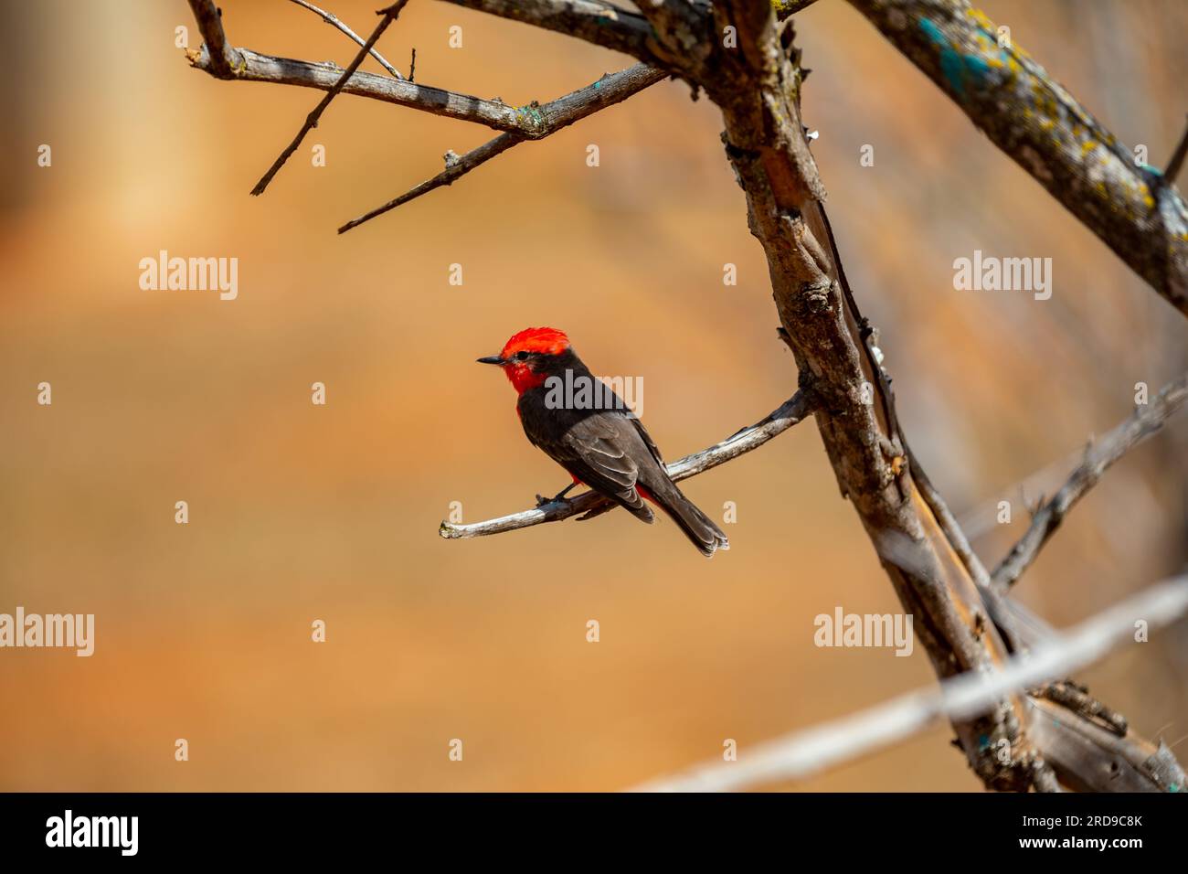 Small red bird known as "prince" Pyrocephalus rubinus perched on dry ...