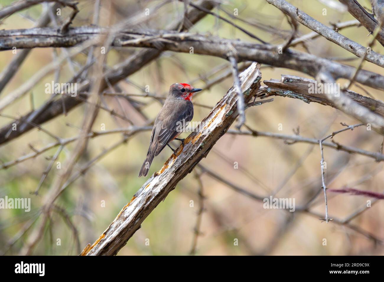 Small red bird known as "prince" Pyrocephalus rubinus perched on dry ...