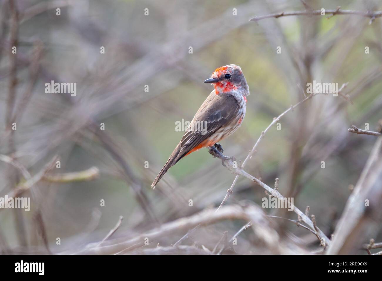 Small red bird known as "prince" Pyrocephalus rubinus perched on dry ...