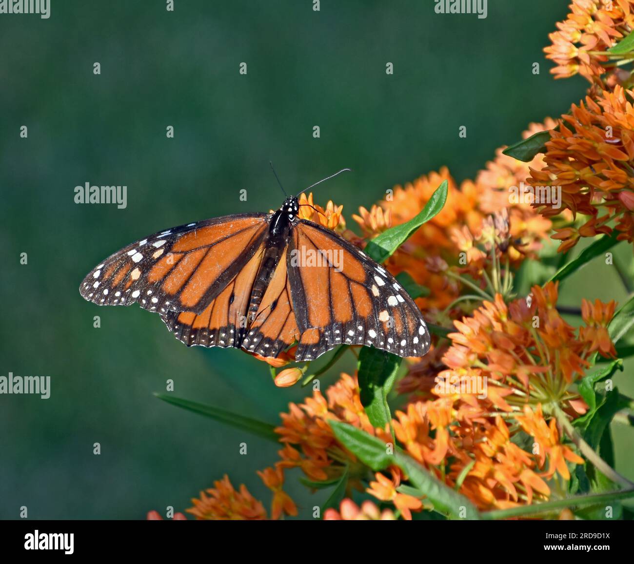 Male Monarch butterfly (Danaus plexippus) feeds on Butterfly Weed ...