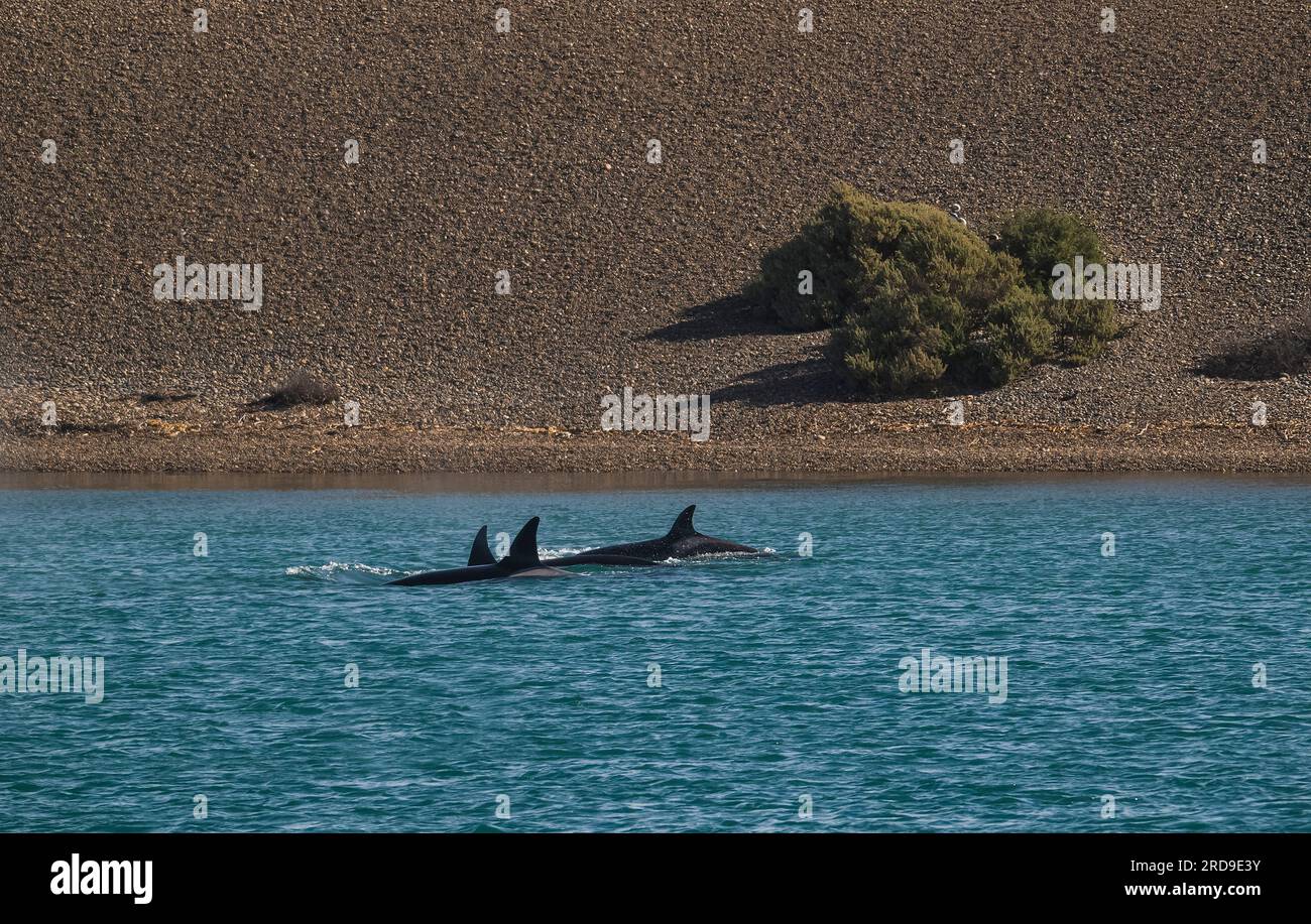 Orcas hunting sea lions, Peninsula Valdes, Chubut , Patagonia ...