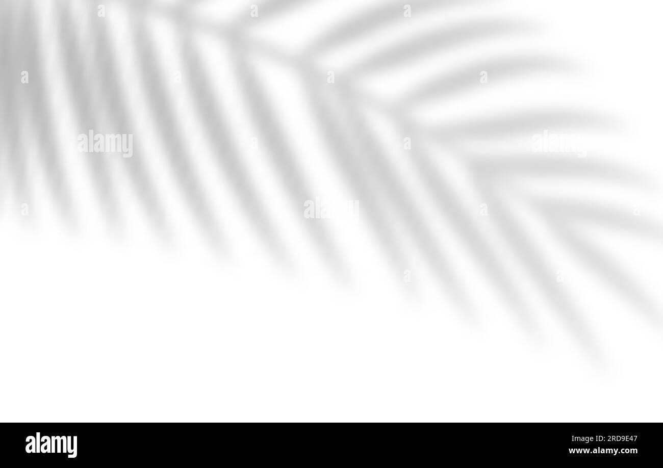 Palm leaf shadow overlay. Tropical blurred leaf. Light overlay ... Palm leaf shadow overlay. Tropical blurred leaf. Light overlay ...