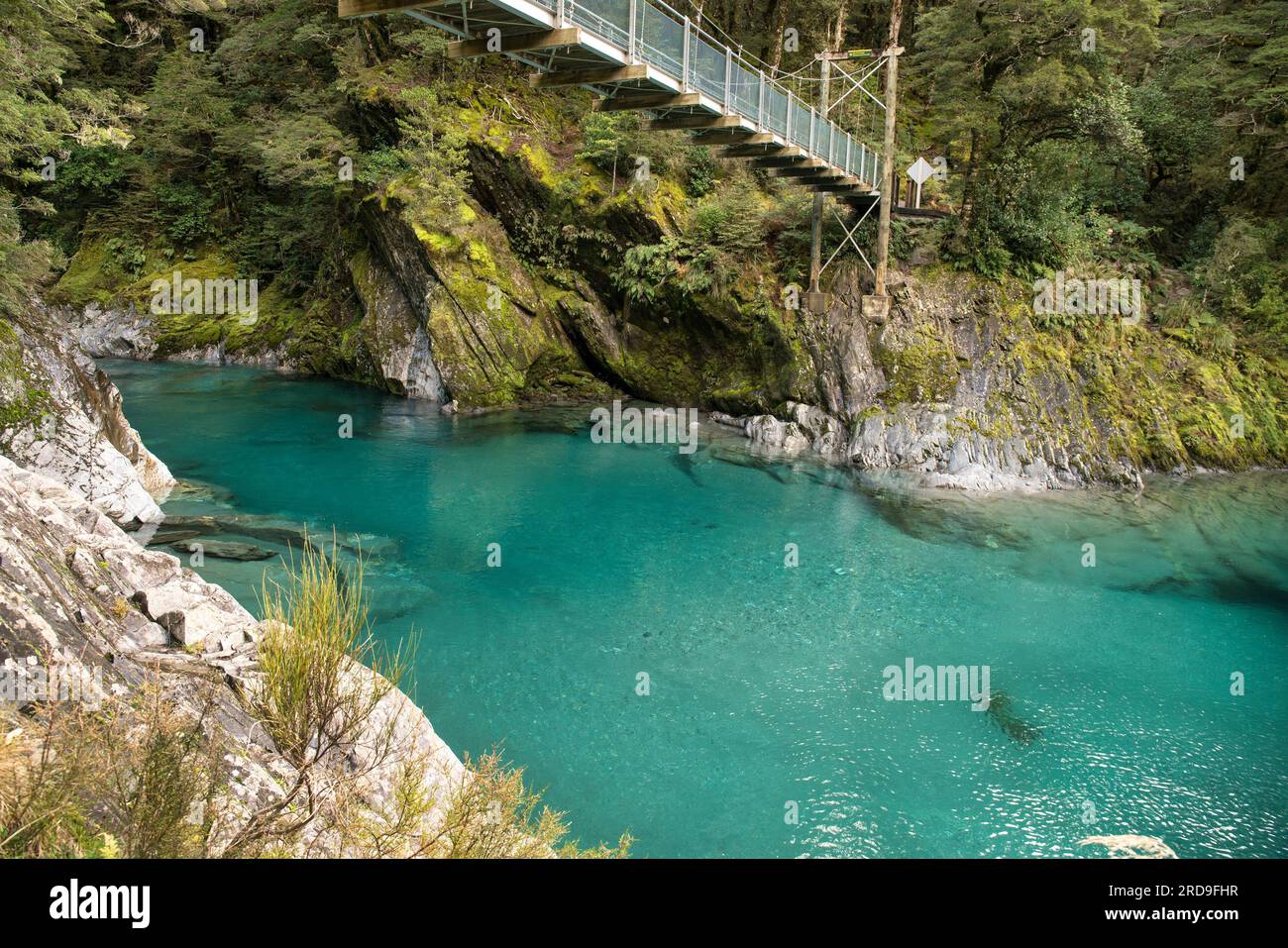 Stroll through beech forest to a swing bridge that crosses the Makarora ...