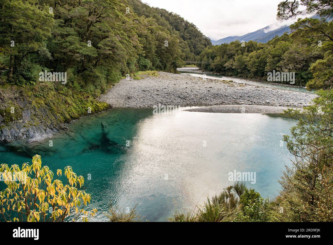 Stroll through beech forest to a swing bridge that crosses the Makarora ...