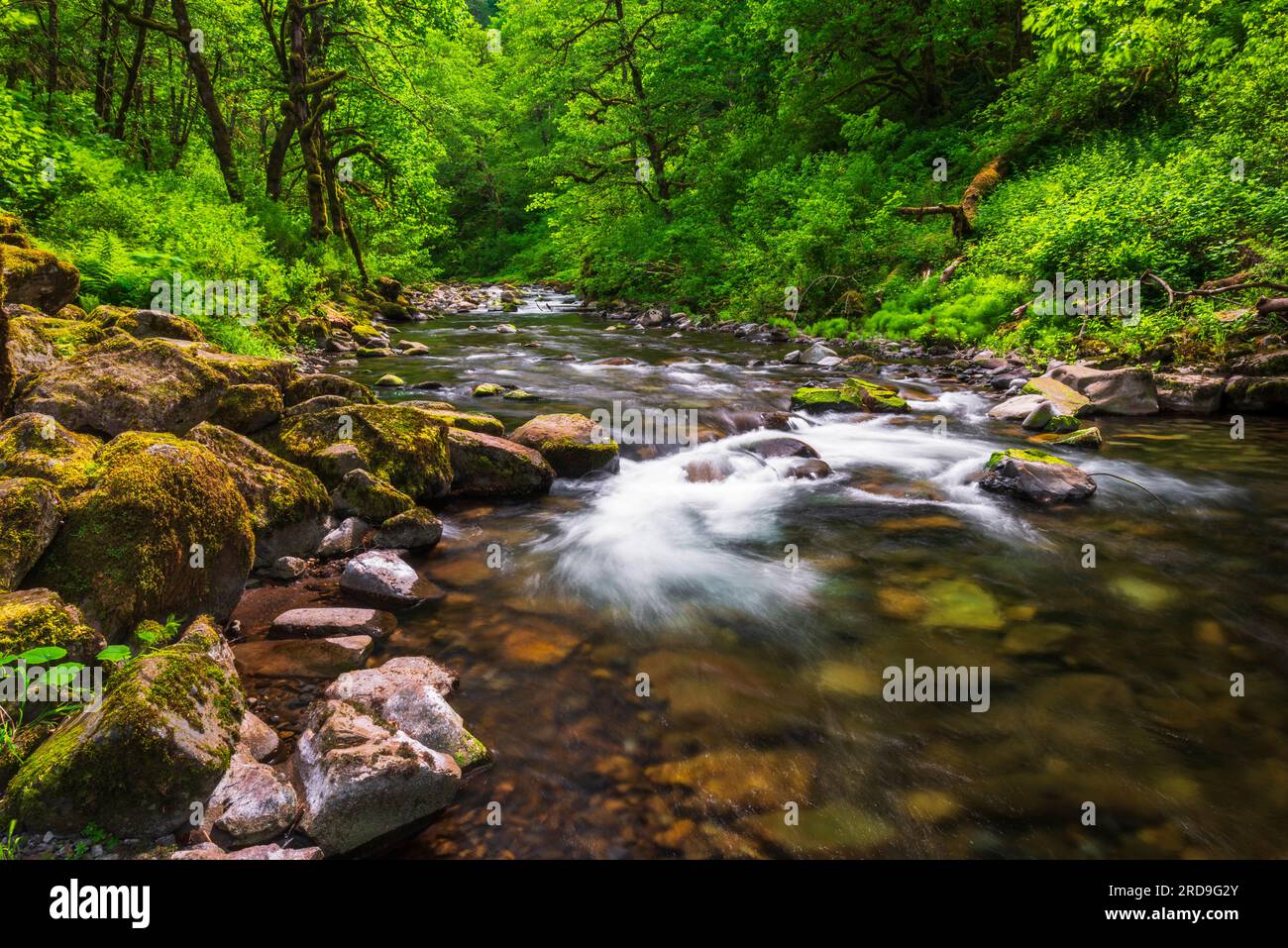 Tanner Creek, Columbia River Gorge National Scenic Area, Oregon USA ...